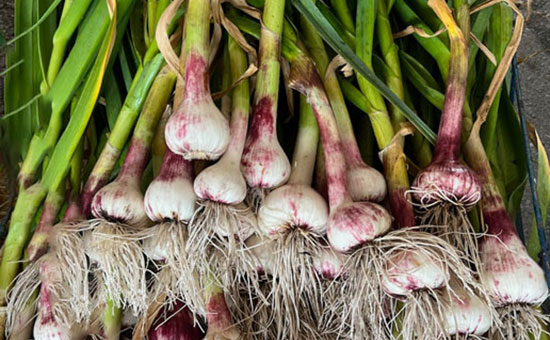 Galey Farms - Farm Market, Corn Maze & Railway