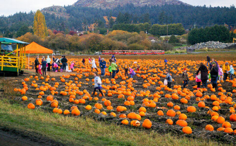 Galey Farms - Farm Market, Corn Maze & Railway